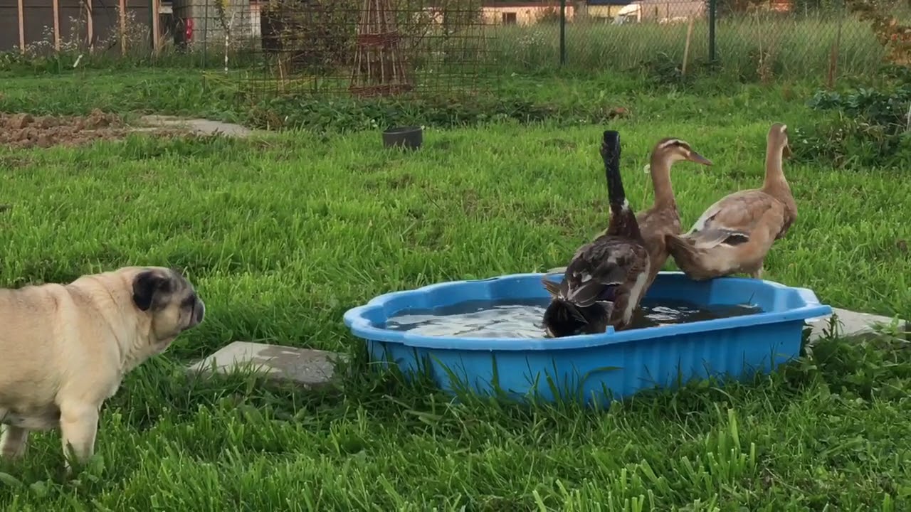 Indický běžec - Slepičář