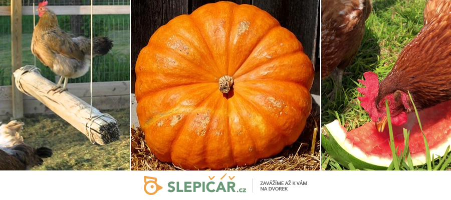 S čím si slepice rády hrají? - Slepičář