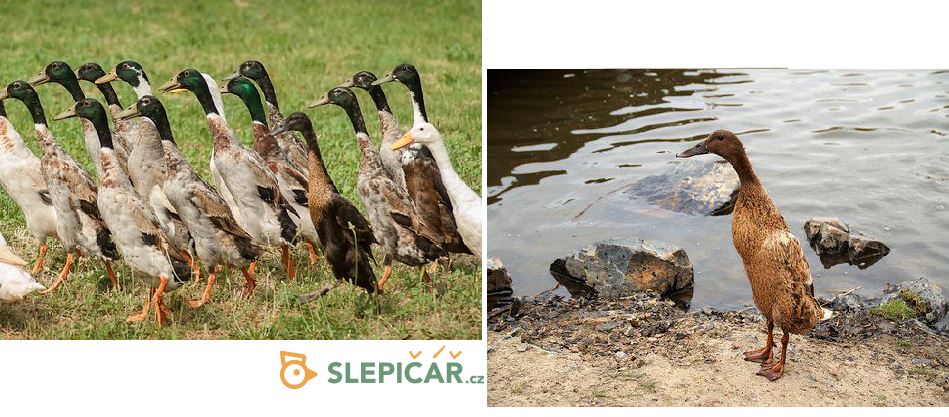 Indický běžec: kamarád a likvidátor zároveň - Slepičář