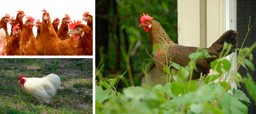 Nesmrtelné slepice aneb jaké byly nejlepší i před 100 lety? - Slepičář