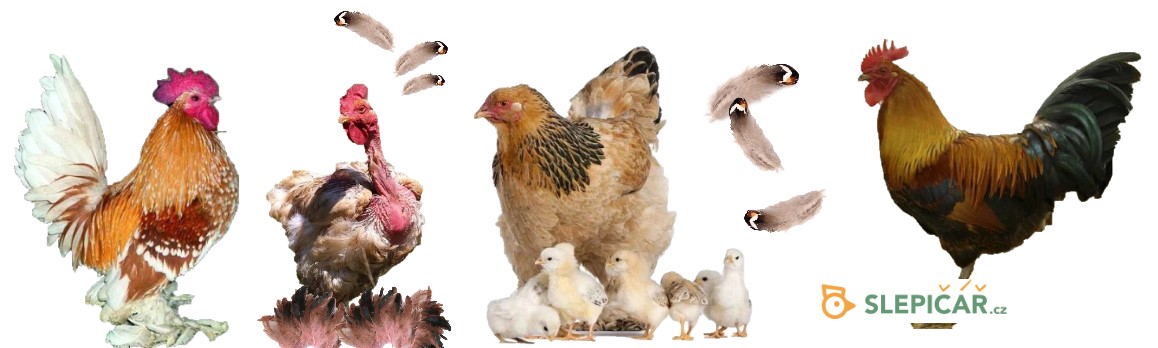 Nejlepší místa pro nákup slepic - Slepičář