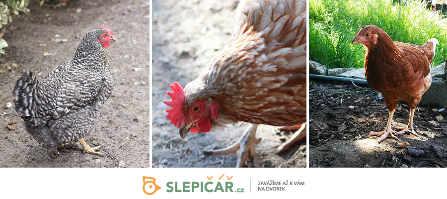 Jsou slepice při dešti v bezpečí? - Slepičář