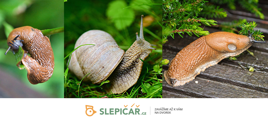 Slimáci a šneci: skryté nebezpečí vašich slepic - Slepičář