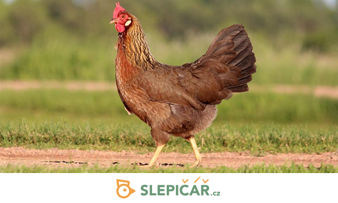 Pláče slepice a může být vůbec někdy smutná? - Slepičář